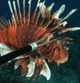 The Shocking Truth about the Invasive and Destructive Lionfish